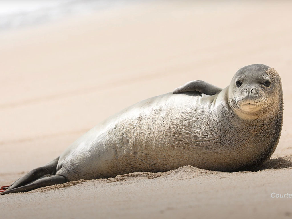 The 'Ohana | Internships and Career Readiness at HPU